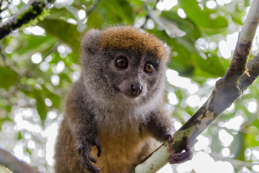 Madagascar Family Holidays - Stubborn Mule Travel