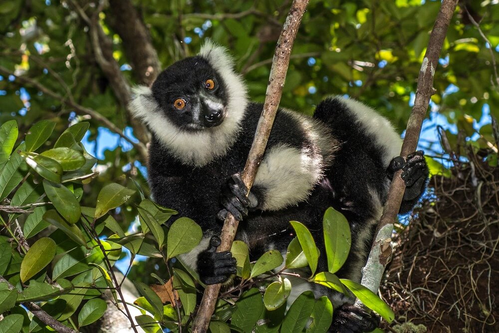 When to go to Madagascar - Stubborn Mule Travel