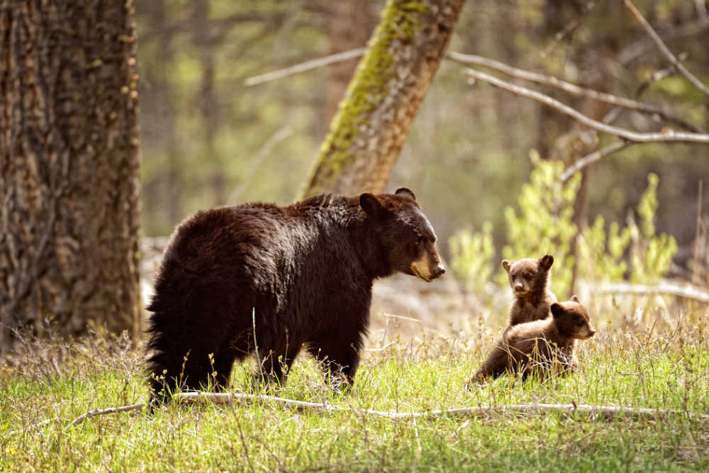Places to visit in the USA - Family Specialists - Stubborn Mule Travel