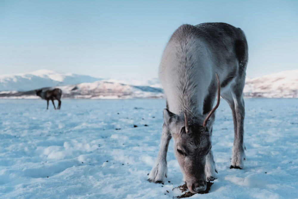 Norway in Summer Itinerary - Stubborn Mule Family Travel
